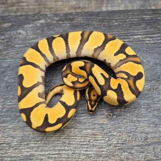 Super OD YB Het Clown Ball Python by Hernandez Reptiles