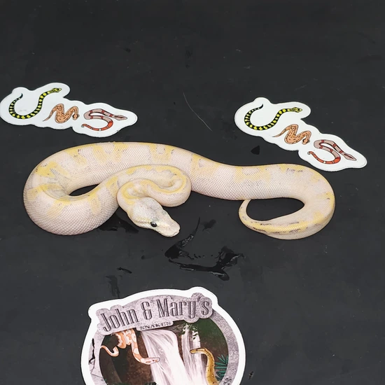 Mimosa Super Pastel Enchi Ball Python by John and Mary's Snakes