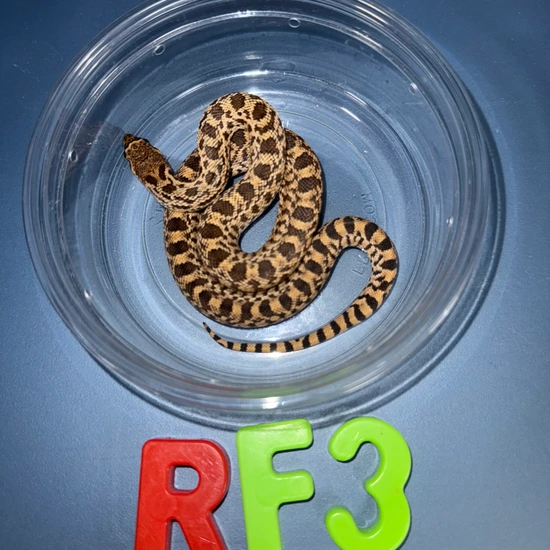 Red Bull Bullsnake by Envy Reptiles