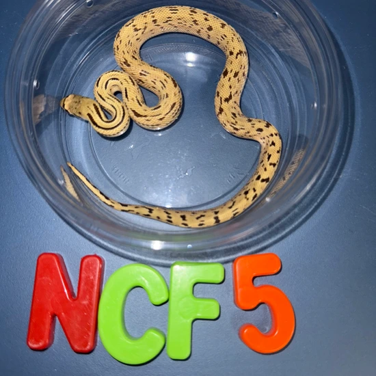 Christmas Meeker Sonoran Gopher Snake by Envy Reptiles