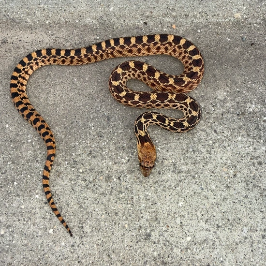 Red Bull Bullsnake by Envy Reptiles