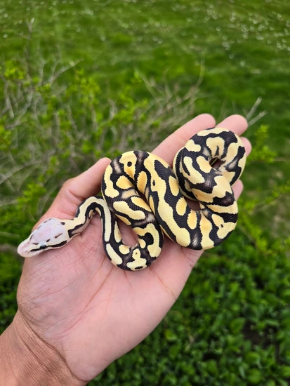 Firefly Desert Ghost Ball Python by JCC Reptiles