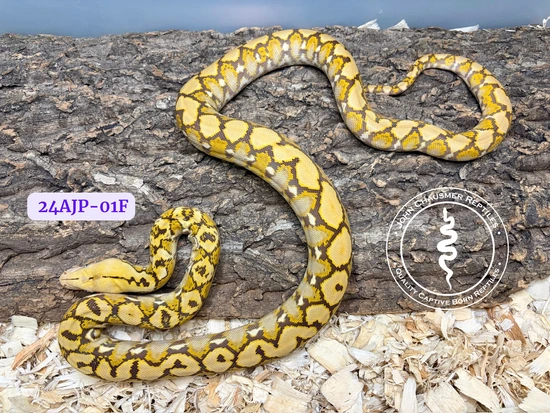 Dwarf Orange Glow 50% Het Anery - 25% Kalatoa/31.25% Jampea Reticulated ...