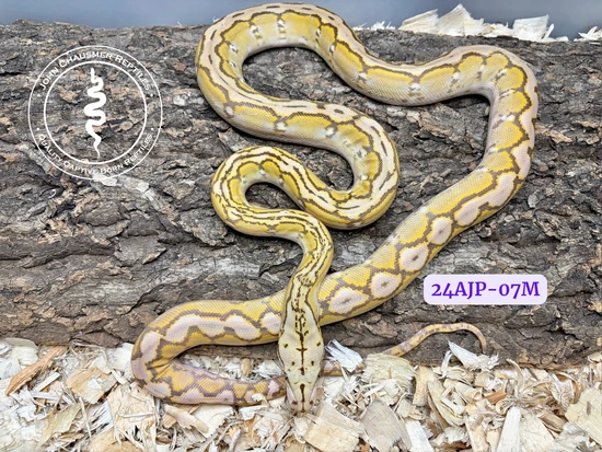 Dwarf Orange Glow Motley 50% Het Anery 25% Kalatoa 31.25% Jampea ...