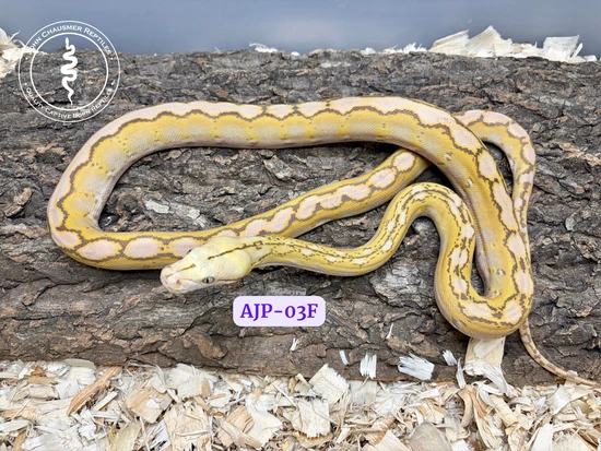 Dwarf Orange Glow Motley 50% Het Anery 25% Kalatoa 31.25% Jampea ...