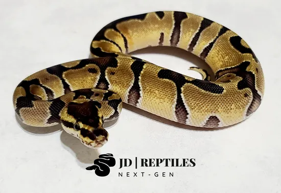 Enchi Het Clown Ball Python by JD | Reptiles Next-Gen