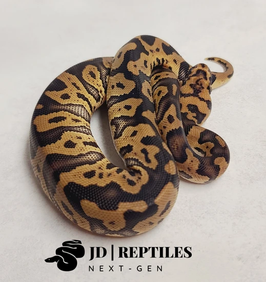 Confusion Clown Het Albino Possible Yellowbelly Ball Python by JD ...