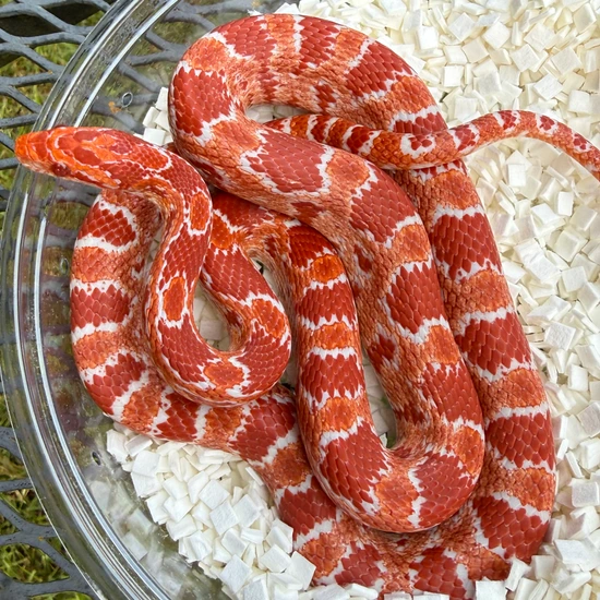 German Florescent Red Whitehatch Corn Snake by Cascade Corns LLC