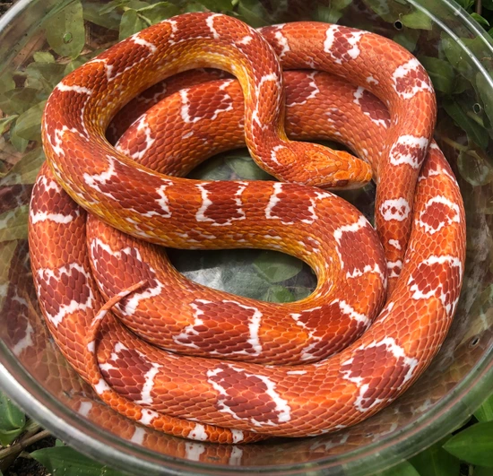 Fluorescent Male Het Lava Corn Snake by Jeff Serrao