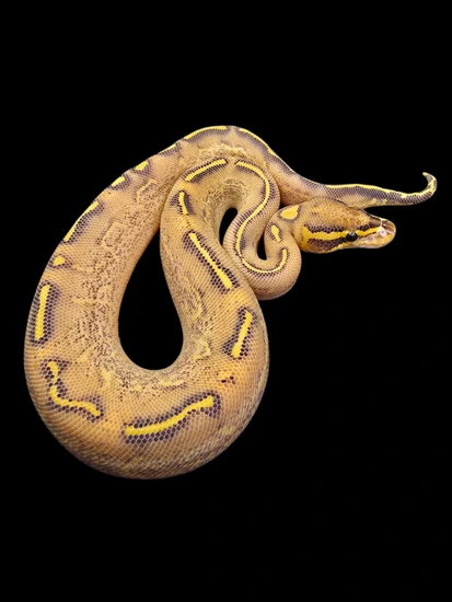 Stranger Highway 100% Het Clown Ball Python by JerseyBallz