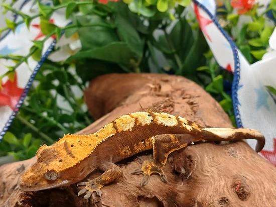 10 Geckos, Misfit Lot Crested Gecko by Esco's Crested Geckos
