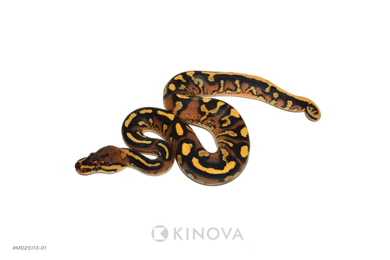 OD YB Kosmos Dbl Het Clown Pied Ball Python by KINOVA