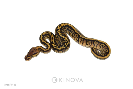 Redstripe Kosmos White Flame Dbl Het DG Clown Ball Python by KINOVA