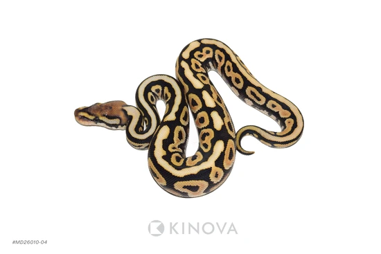Black Pastel Spotnose DG Dbl Het G-Stripe Clown Ball Python by KINOVA