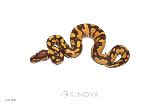 YB Monarch Het Pied Ball Python by KINOVA