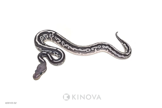 Leopard Mojave Hypo Black Axanthic Het Pied Ball Python by KINOVA