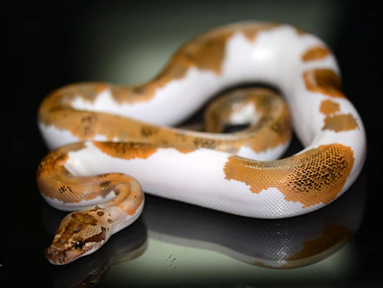 Granite Pied Burmese Python by Jon's Jungle, LLC