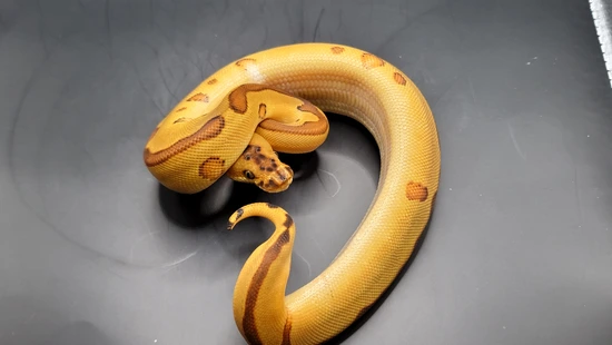 POWERHOUSE Enchi Leopard Special Clown Ball Python by Seventh Level ...