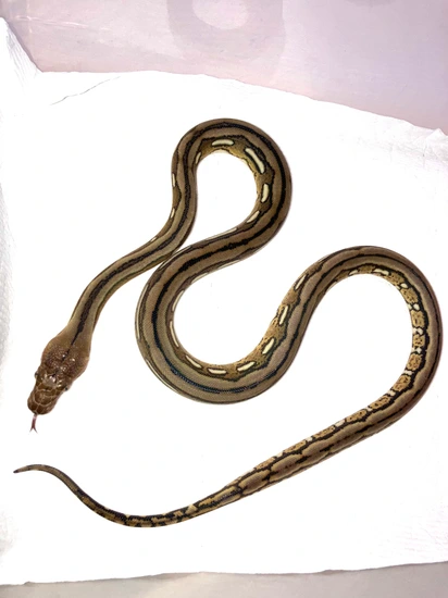 Tiger Female 100% Het Pied/ Albino 31.5 % Kalaotoa And 25% Jampea ...