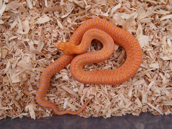 Red Albino Male Bullsnake by John Hannum