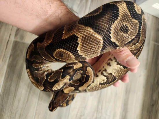 Yellowbelly Ball Python by John Cameron Reptiles