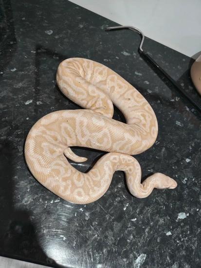 Pastel Banana Granite Fader Hurricane Hgw Poss Het Albino Ball Python ...