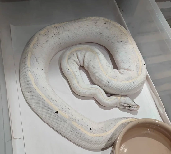 Pastel Highway Ball Python by Js Royal pythons