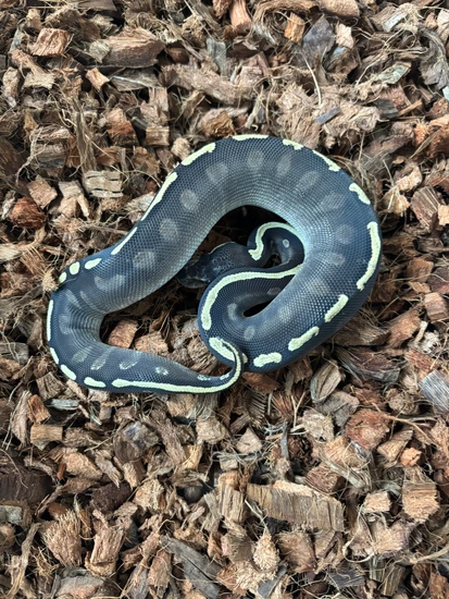 Mojave GHI Ball Python by JSV Snakes