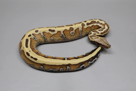💯 Het Pied 50% DH T+/T- Albino! Blood Python by Juggernaut Reptiles