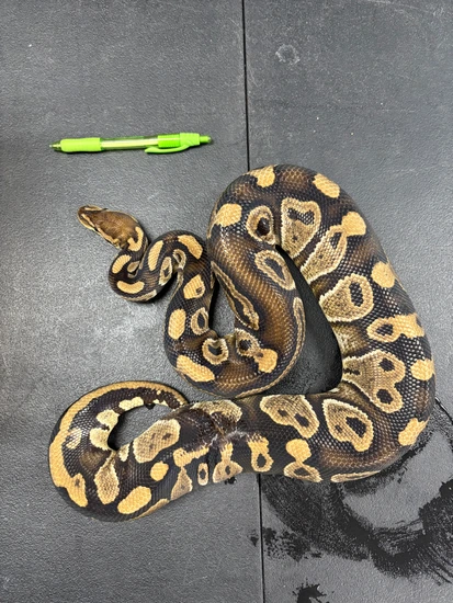 ADOPTION Ball Python by Jungle Bob's Reptile World