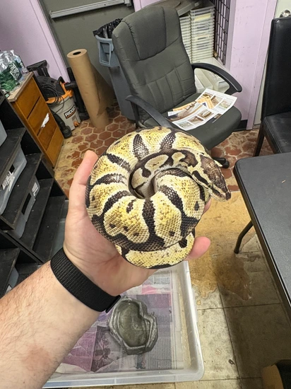 Subadult Ball Python *adoption* by Jungle Bob's Reptile World