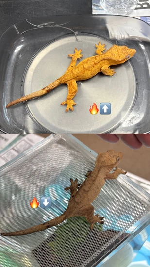 1.1 Potential Breeding Pair Crested Gecko by Jungle Bob's Reptile World