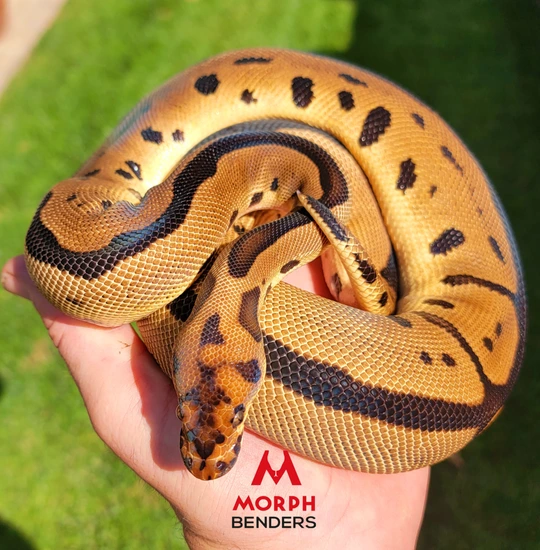 RTB Leopard Enchi Clown Ball Python by Morph Benders