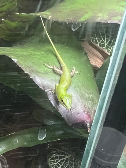 Emerald Tree Skink More Skink by Stinky Skinkies