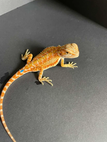 Hypo, Het Trans, Citrus Tiger, Dunner Central Bearded Dragon by Octane ...