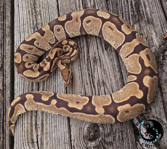 Proven Enchi Het Hypo Het G-Stripe Ball Python by Black Frost Exotics