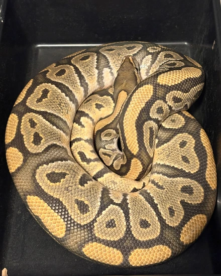 Hypo Het Clown Ball Python by MTgecko and Ball python