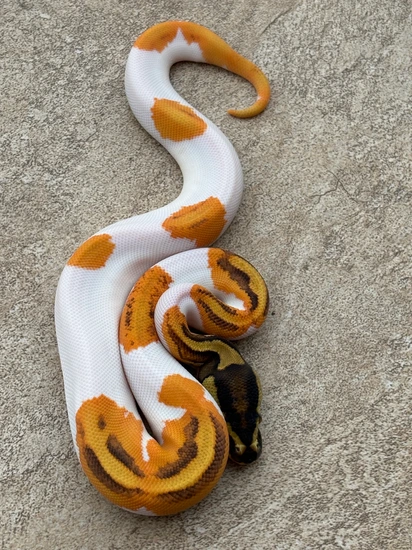 Od Yb Pied Ball Python by MTgecko and Ball python