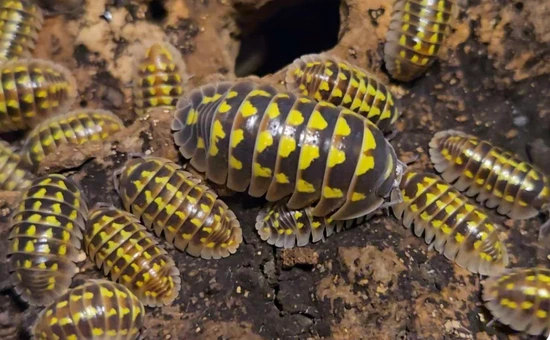Armadilllidium Gestroi Halloween Isopod by Shield Wall Exotics