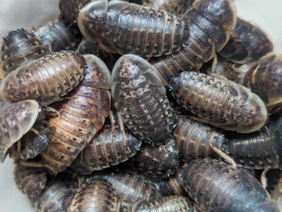 25+ Dubia Roaches Cockroach by Shield Wall Exotics