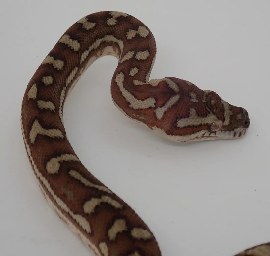 Double Dose Hypo 75% Bredli Het Stonewash Pos Het Albino Other Carpet ...