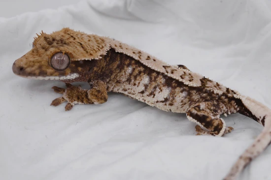 2 Pk NPV Geckos Crested Gecko by KDS Geckos