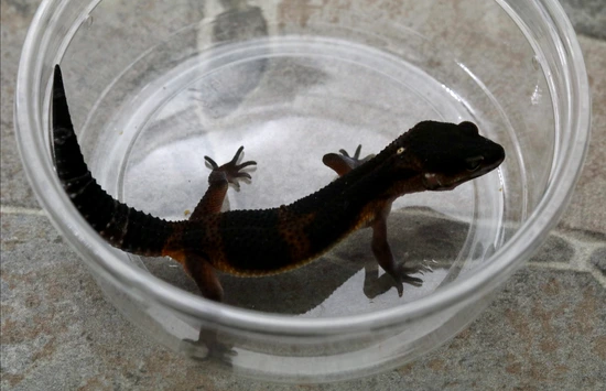 TSF Melanistic Tangerine Leopard Gecko by Kensington Geckos