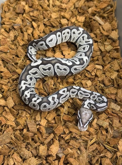True Ghost Ball Python by Windy City Morphs