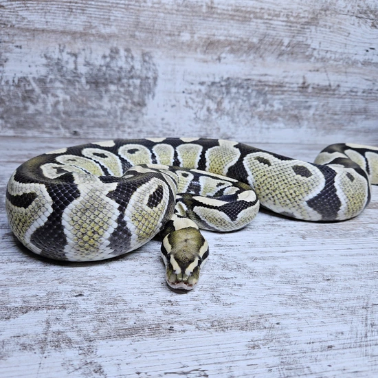 💫 Desert Ghost 100% Het Clown 💫 Ball Python by Eccentric Reptiles