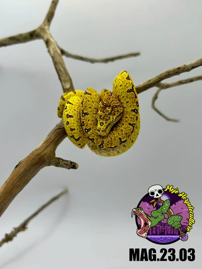 2023 Cyclops X Aru/Jayapura Green Tree Python by Mojo Herpetoculture