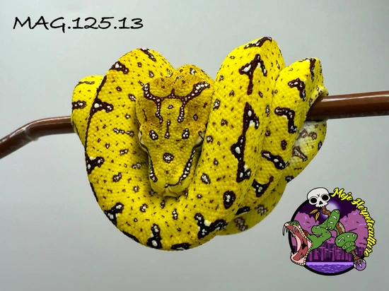 2025 Cyclops X Aru/Jayapura Green Tree Python by Mojo Herpetoculture