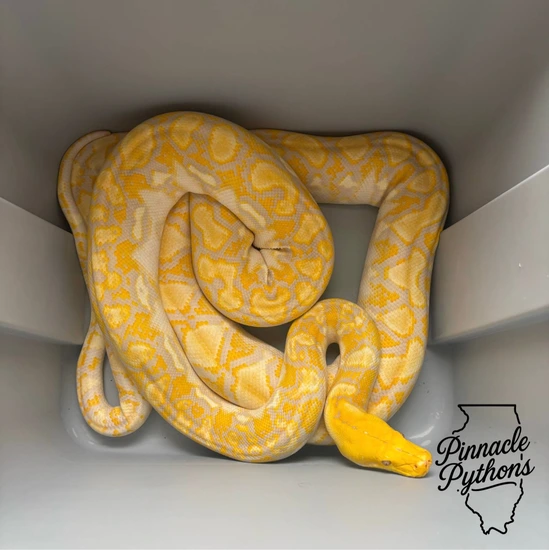 Dwarf Lavender Albino 100% Het Anery Reticulated Python by Pinnacle ...