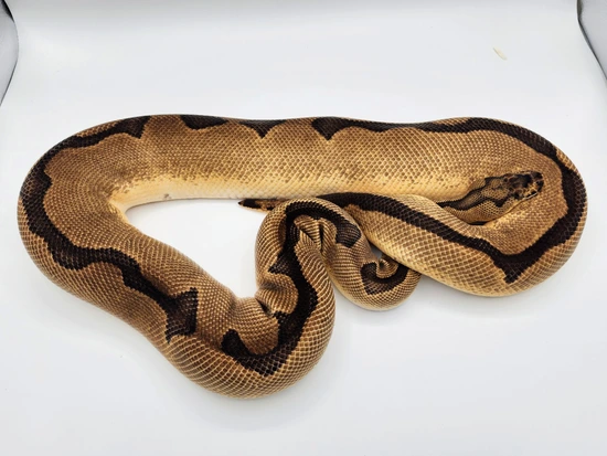 Proven OD Blade Clown Ball Python by Kyle Frost Reptiles