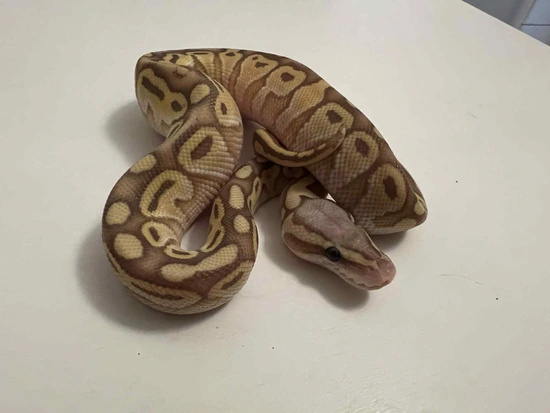 Banana Lesser Pastel Het G-Stripe Ball Python by Reefside Reptiles LLC